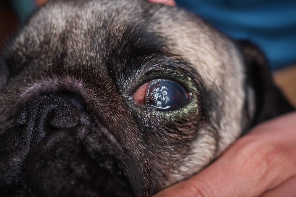 How To Prevent Pug Eyes From Popping Out